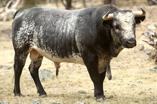 Tendido 7: ¡Un escenario que no cambiará! – DE SOL Y SOMBRA