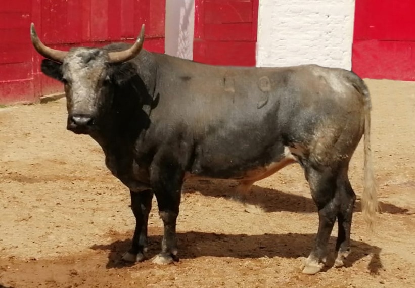 Novillos para este domingo 6 de octubre en Guadalajara. – DE SOL Y SOMBRA